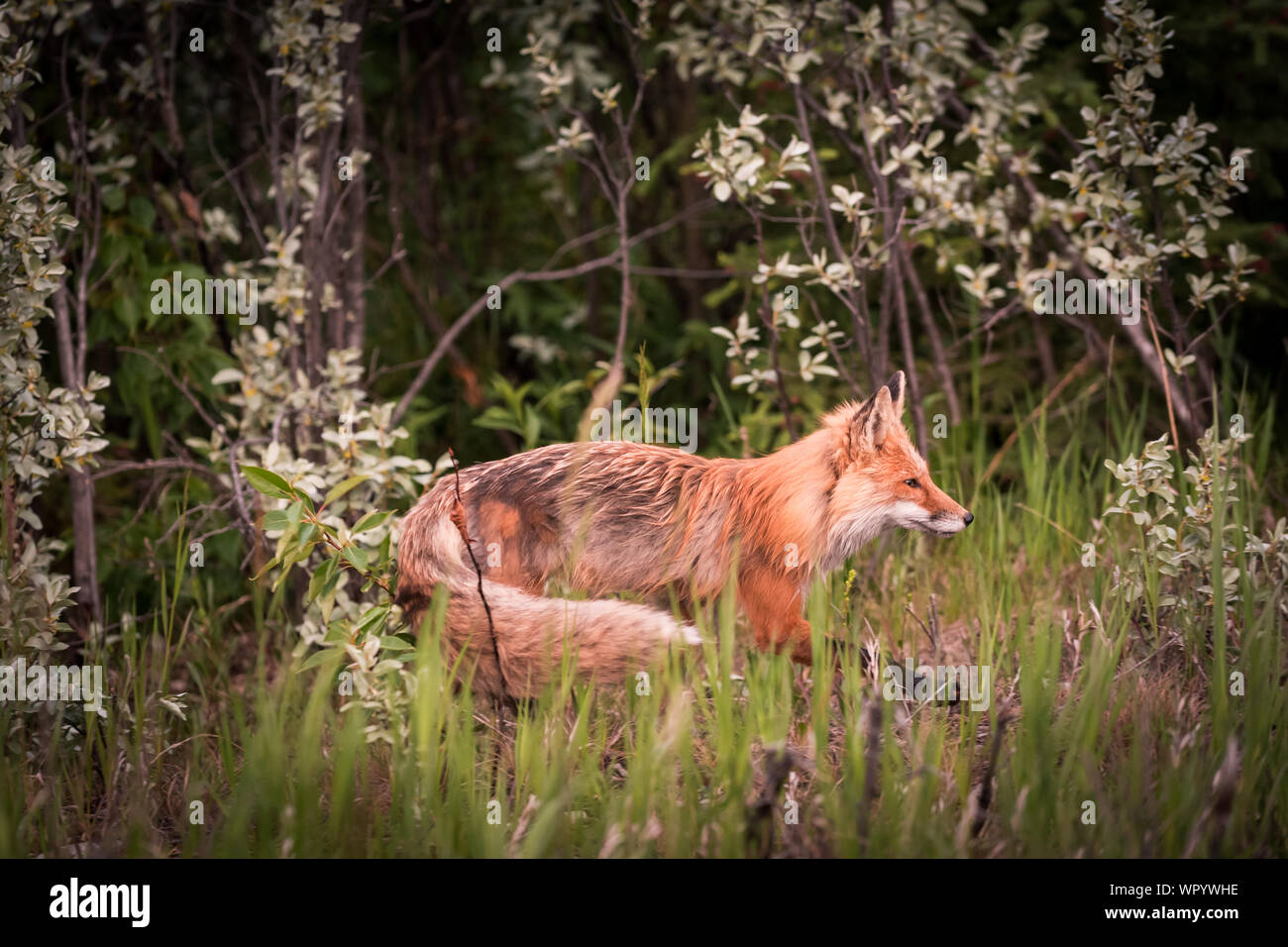 Wild fox hunting at sunset in a Provincial park on the border of Banff ...