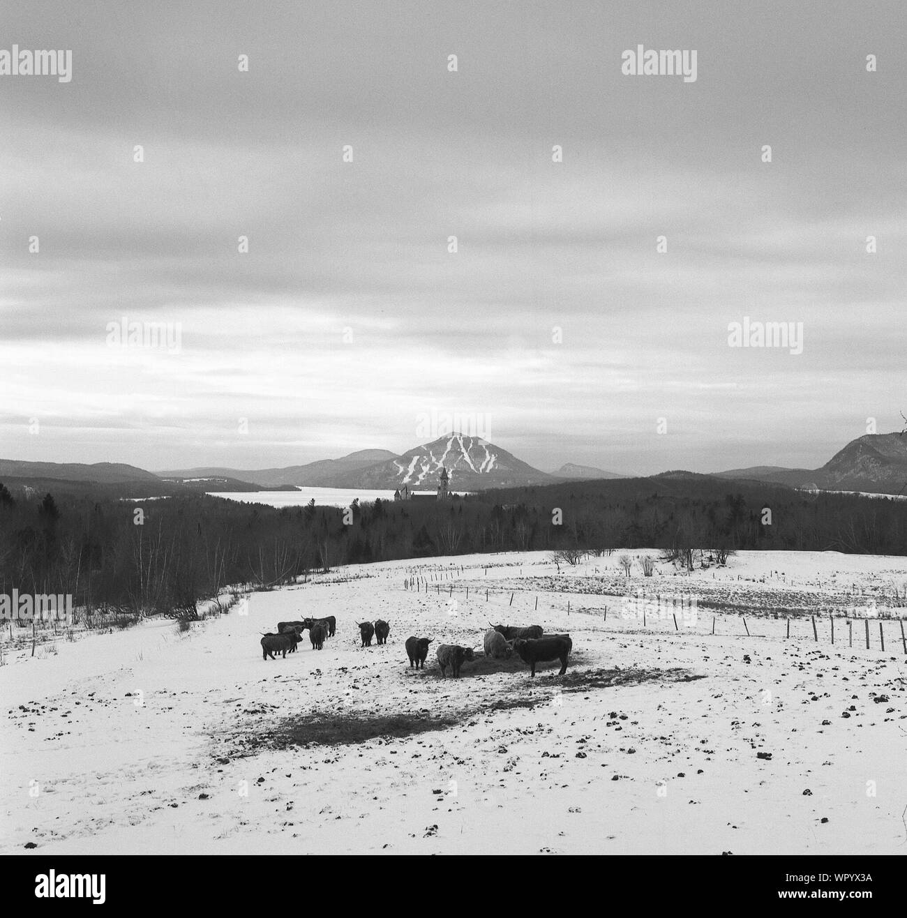 Cattle snow hi-res stock photography and images - Alamy