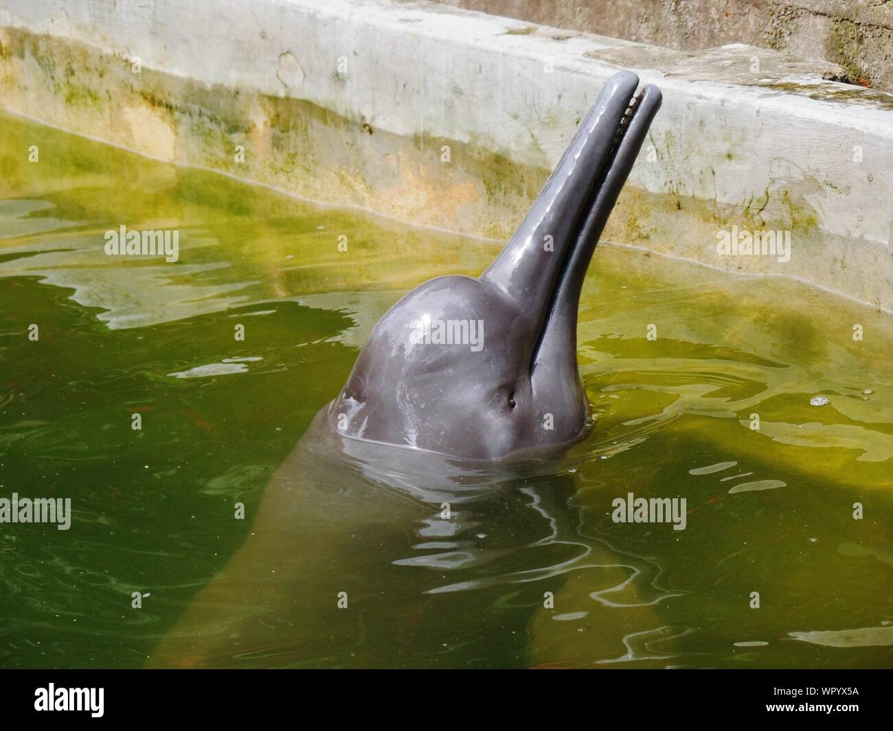 Dolphin in the amazon river hi-res stock photography and images - Alamy