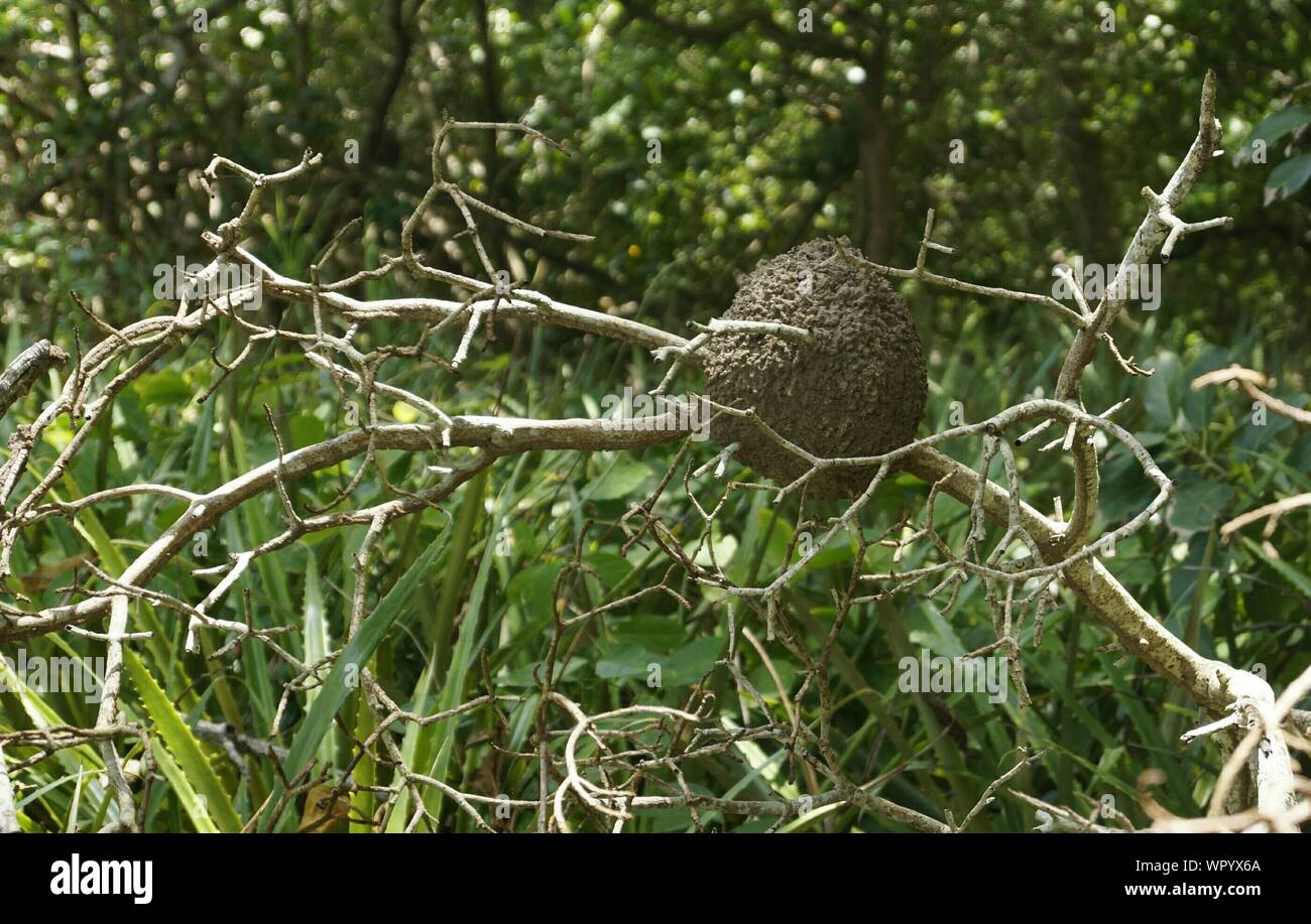 Termite nest tree hi-res stock photography and images - Alamy