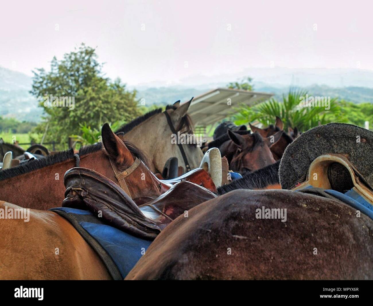 Saddled horses hi-res stock photography and images - Alamy