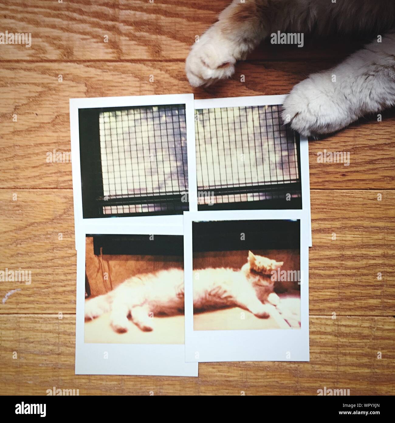 Mammal photographs hi-res stock photography and images - Alamy