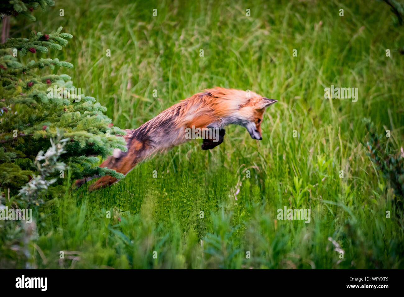 Wild fox hunting at sunset in a Provincial park on the border of Banff ...