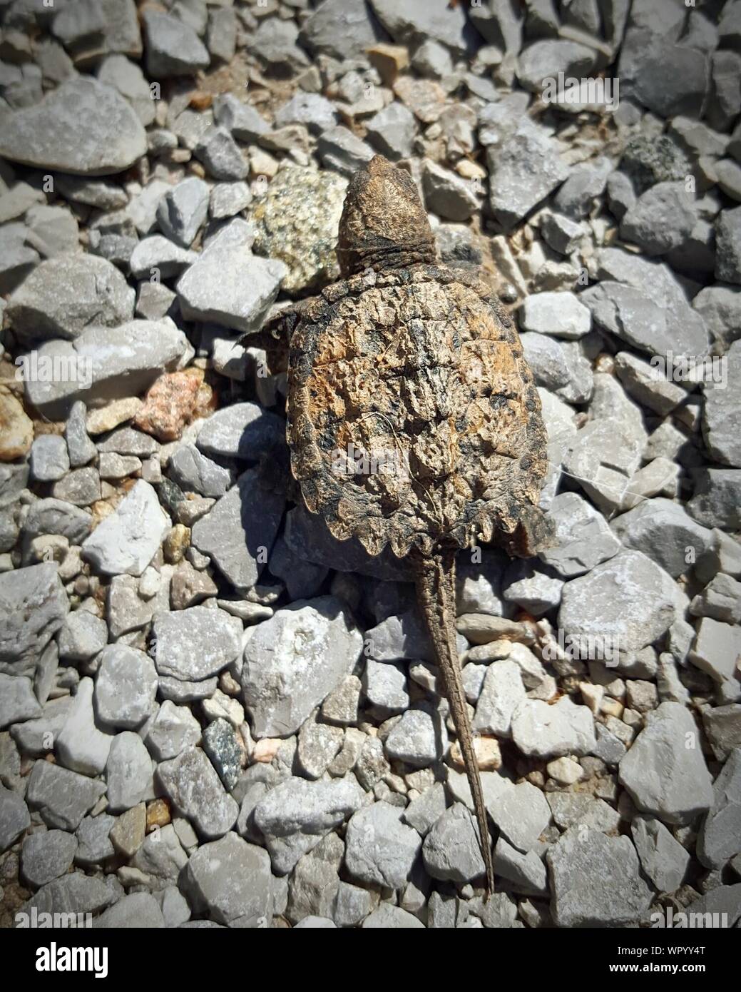 Stones turtle hi-res stock photography and images - Alamy