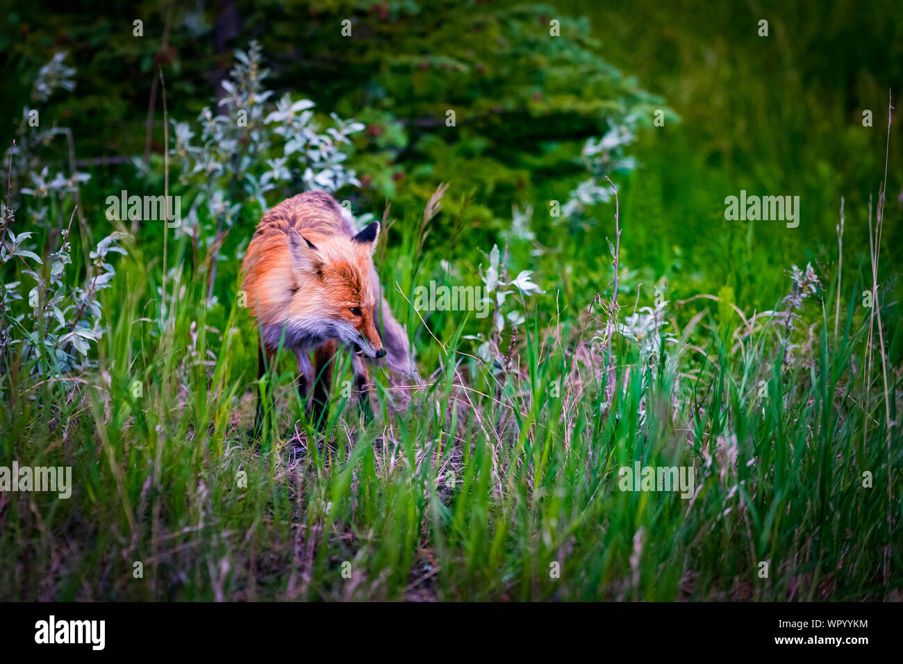 Wild fox hunting at sunset in a Provincial park on the border of Banff ...
