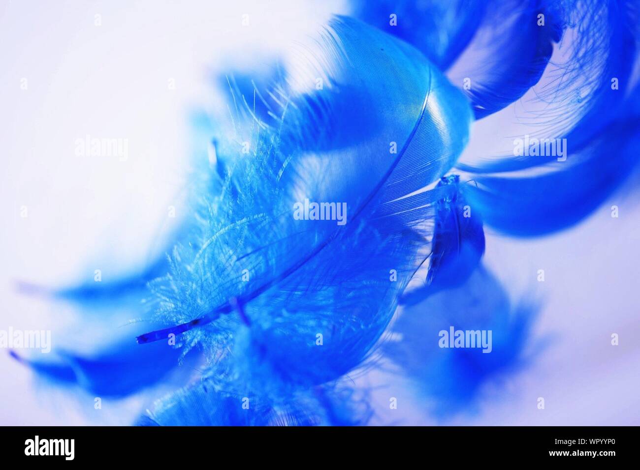 Blue feathers hi-res stock photography and images - Alamy