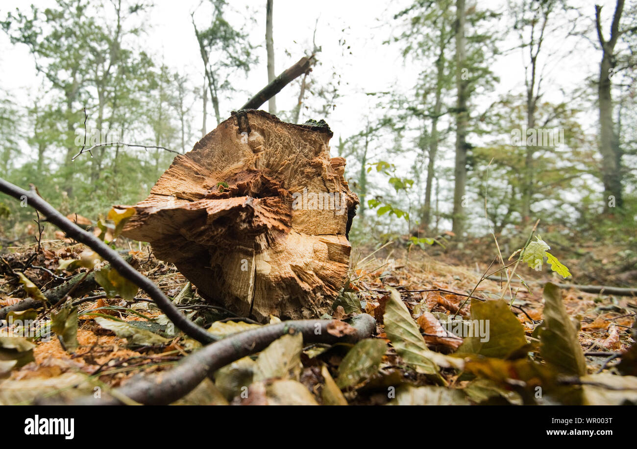Wolfsburg, Germany. 09th Sep, 2019. A rotten trunk of a beech tree lies ...