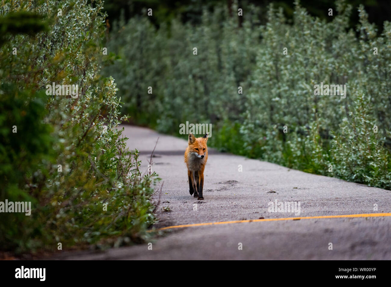 Wild fox hunting at sunset in a Provincial park on the border of Banff ...