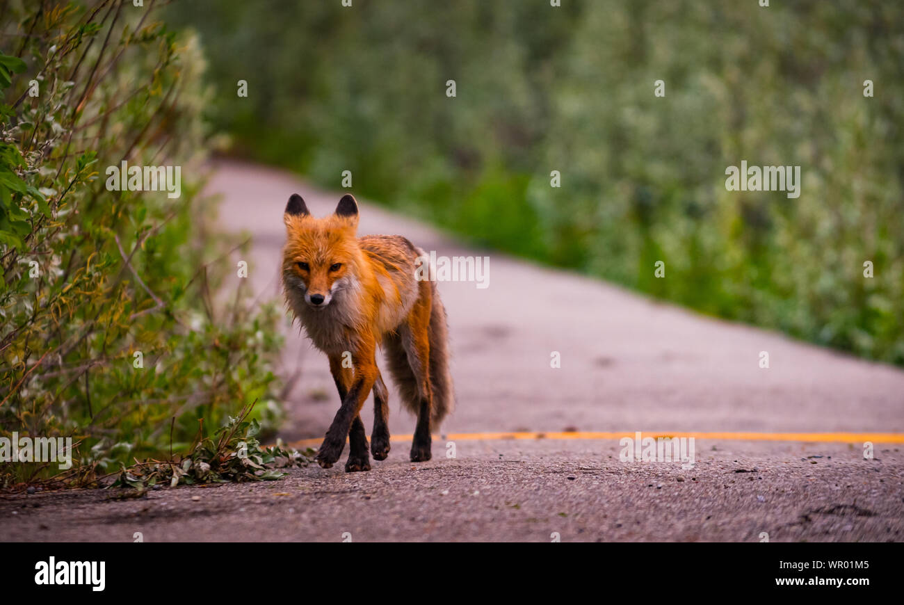Wild fox hunting at sunset in a Provincial park on the border of Banff ...