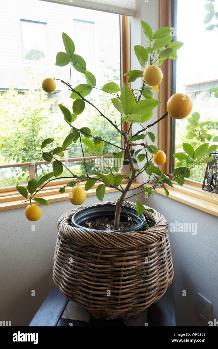 Citrus × meyeri - a meyer lemon tree in a container indoors Stock Photo ...