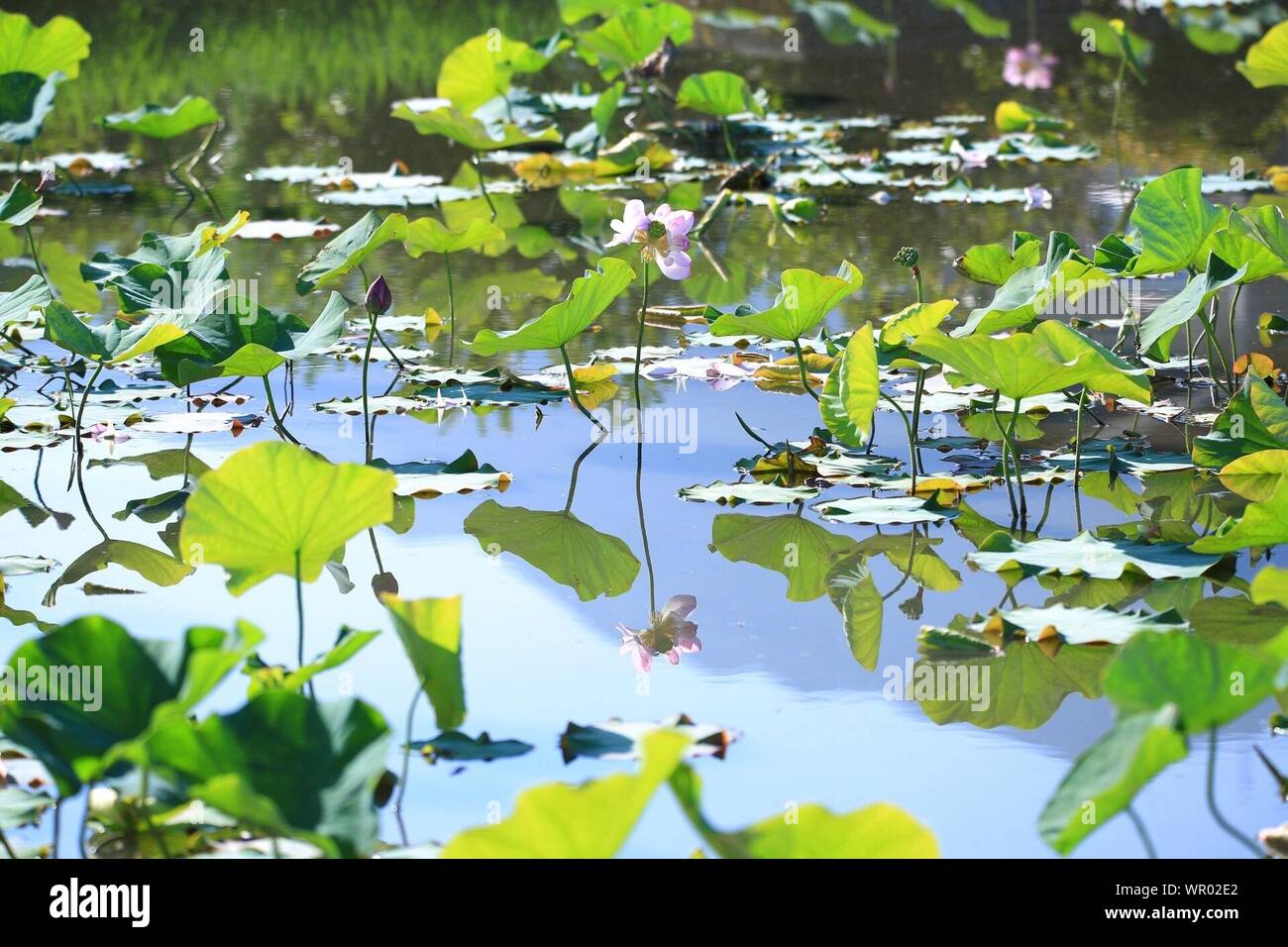Tree branch floating in water hi-res stock photography and images - Alamy