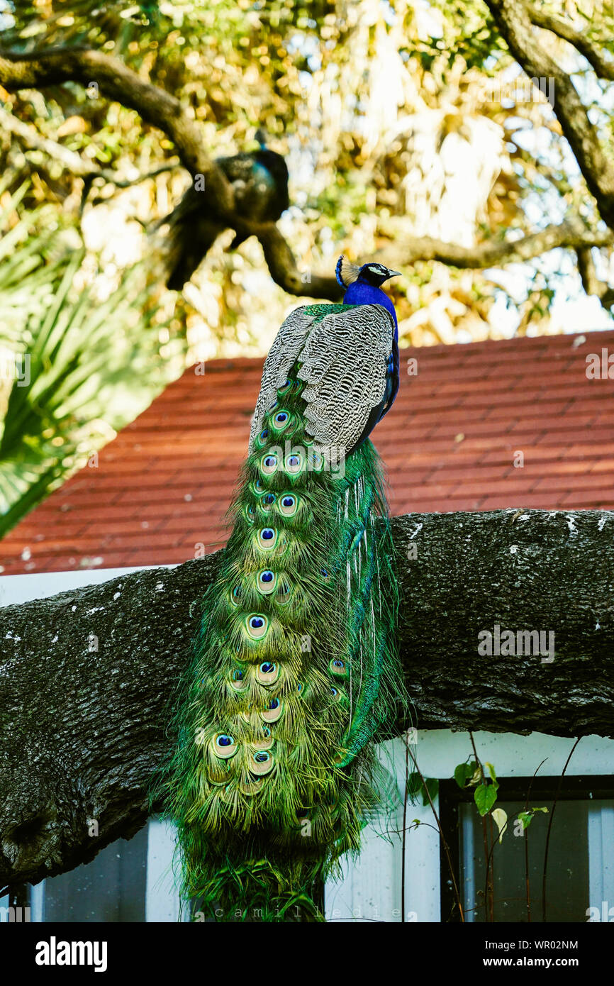 Peacock Tree High Resolution Stock Photography and Images - Alamy