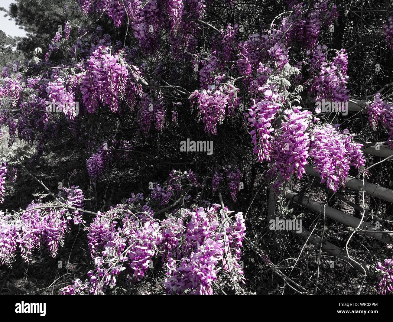 Purple wisteria tree hi-res stock photography and images - Alamy
