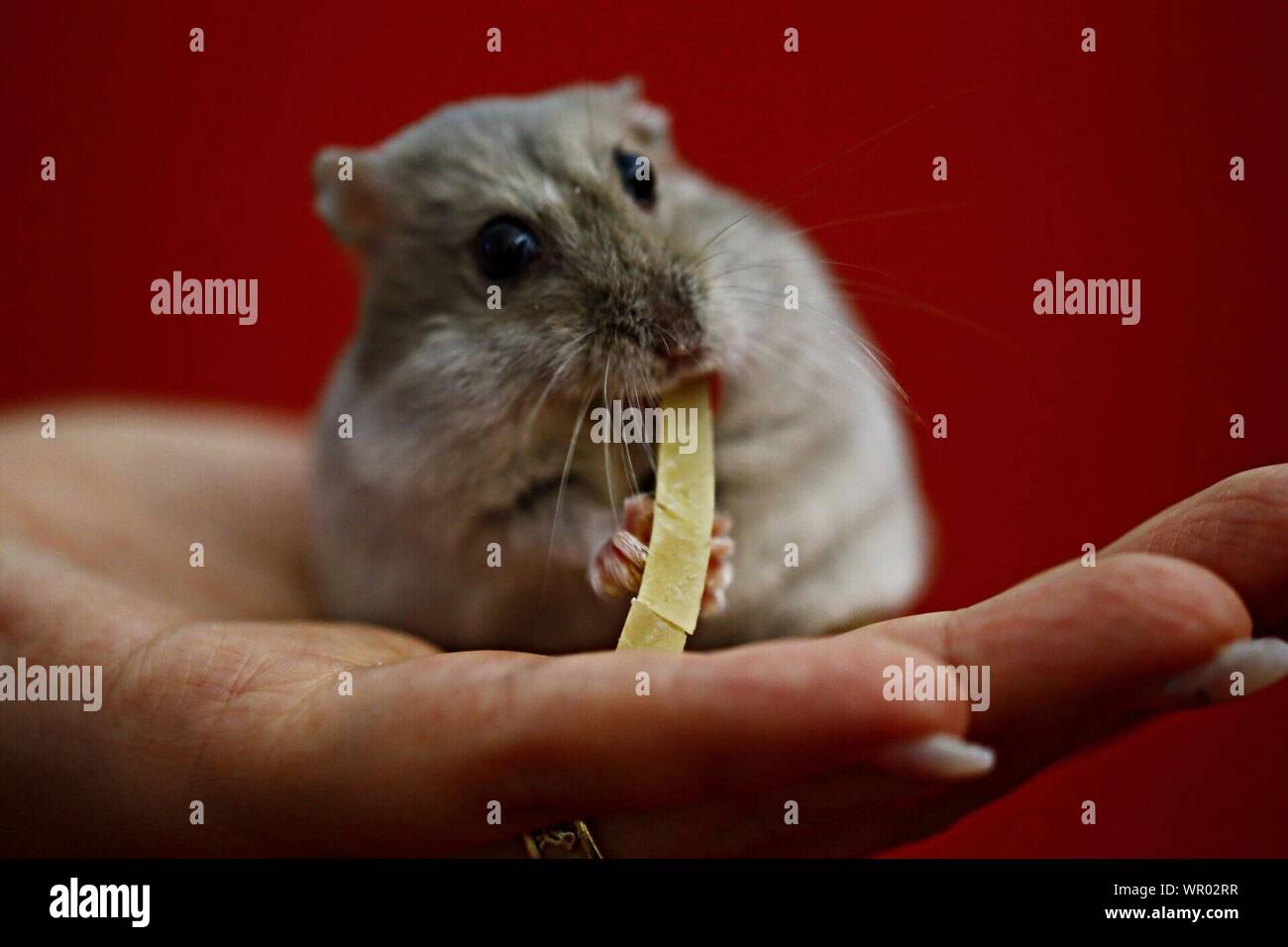 Hand holding hamster hi-res stock photography and images - Alamy