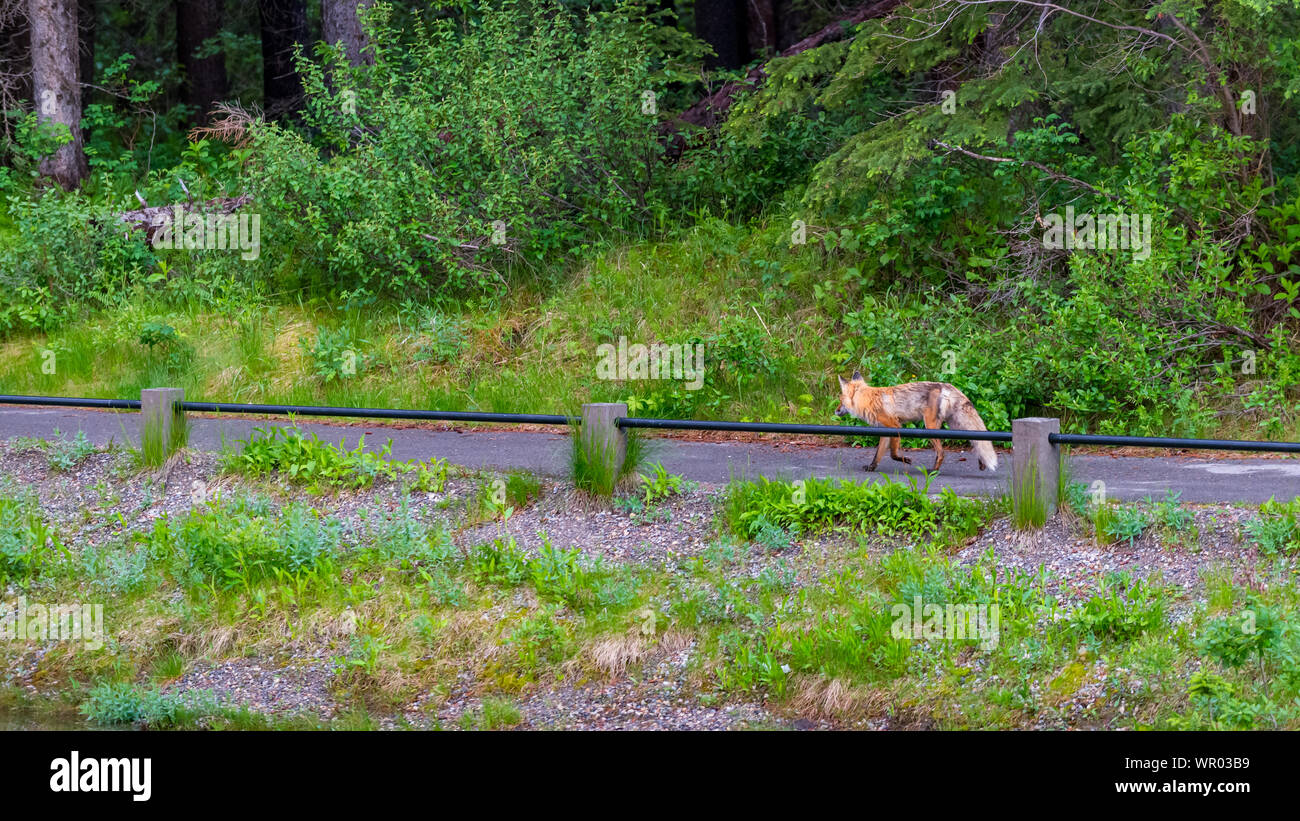 Wild fox hunting at sunset in a Provincial park on the border of Banff ...