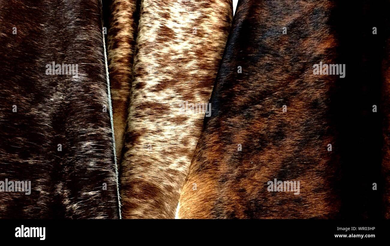 Skins of animal hi-res stock photography and images - Alamy