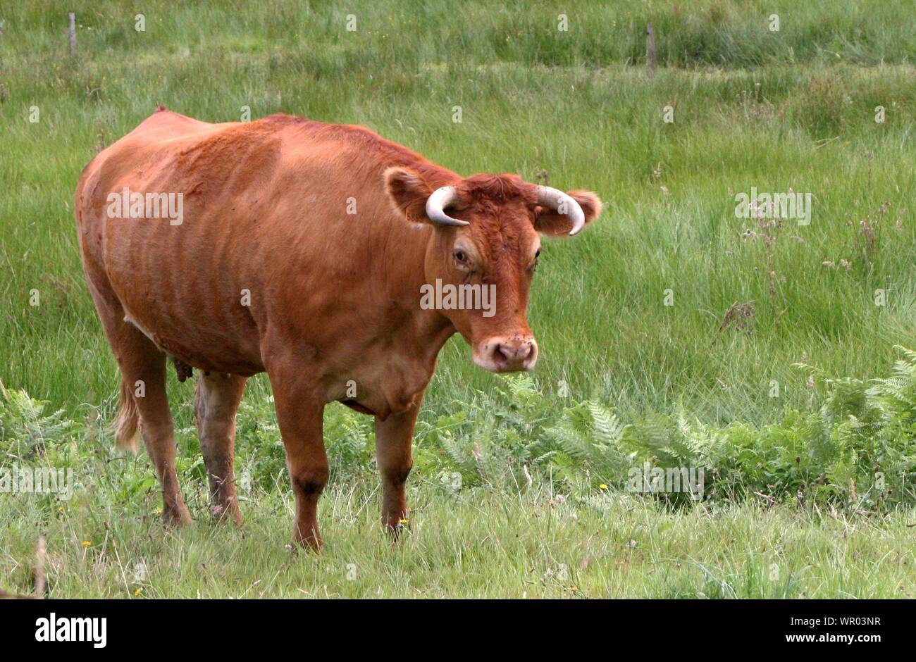 Gassy hi-res stock photography and images - Alamy