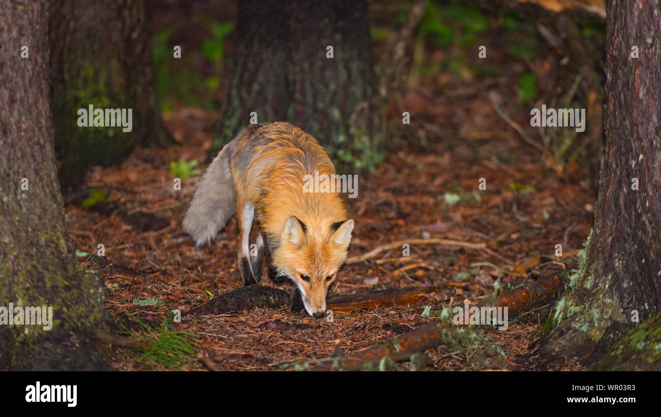 Wild fox hunting at sunset in a Provincial park on the border of Banff ...