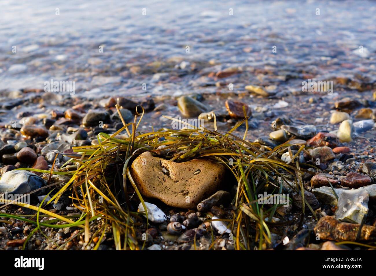 Snake on beach hi-res stock photography and images - Alamy