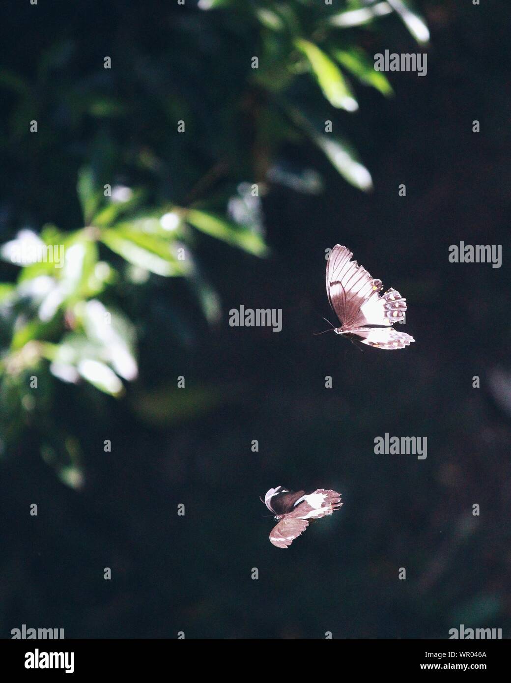 Two Flying Butterflies High Resolution Stock Photography and Images - Alamy