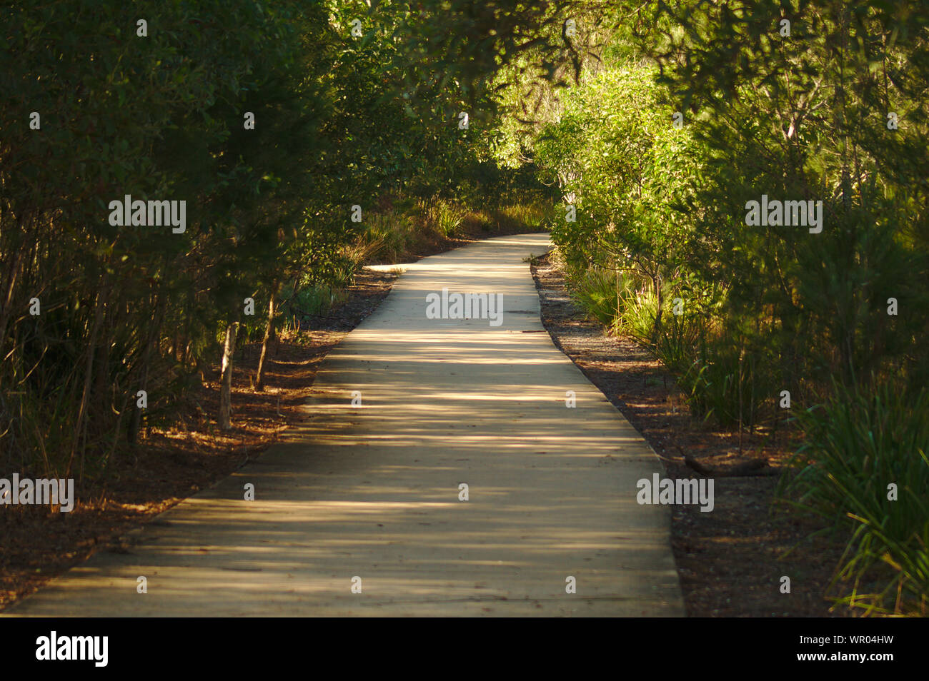 Path through the forest with dappled light Stock Photo - Alamy