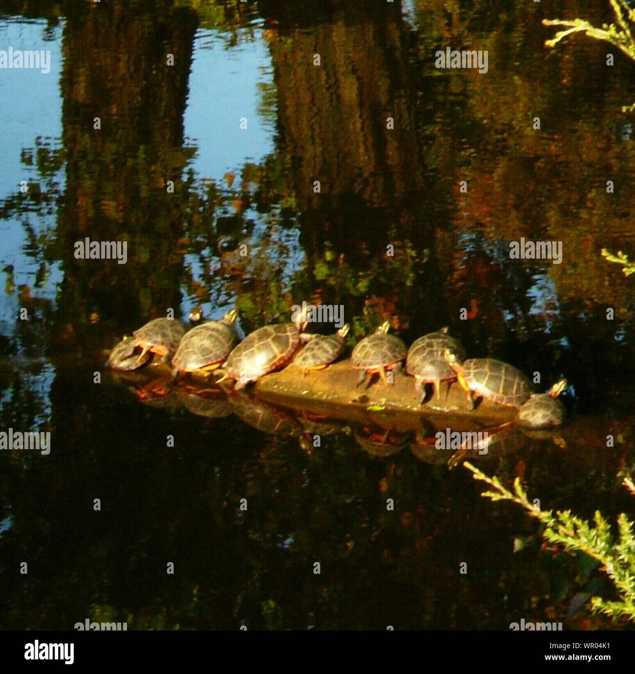 Turtle Family High Resolution Stock Photography and Images - Alamy