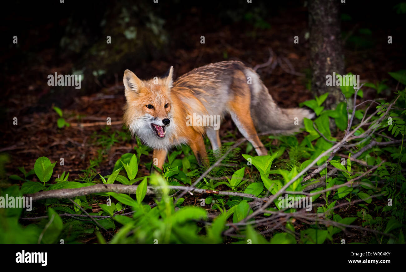 Wild fox hunting at sunset in a Provincial park on the border of Banff ...