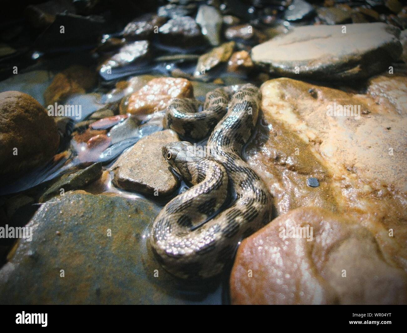 Snake on rocks hi-res stock photography and images - Alamy