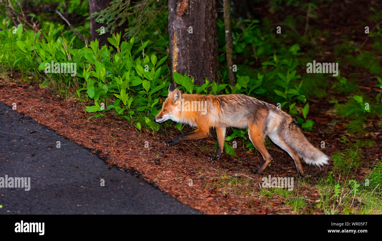 Wild fox hunting at sunset in a Provincial park on the border of Banff ...