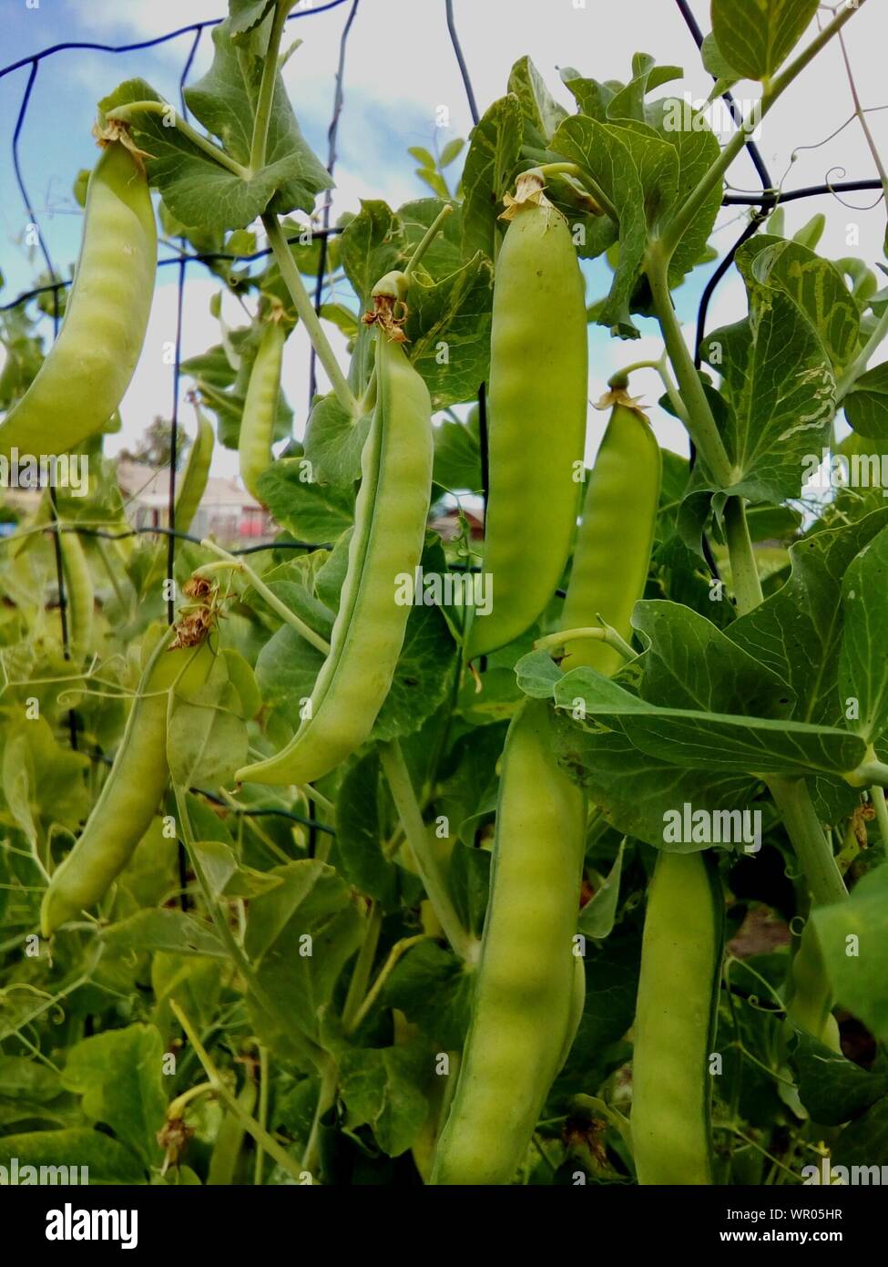 Pea tree hi-res stock photography and images - Alamy