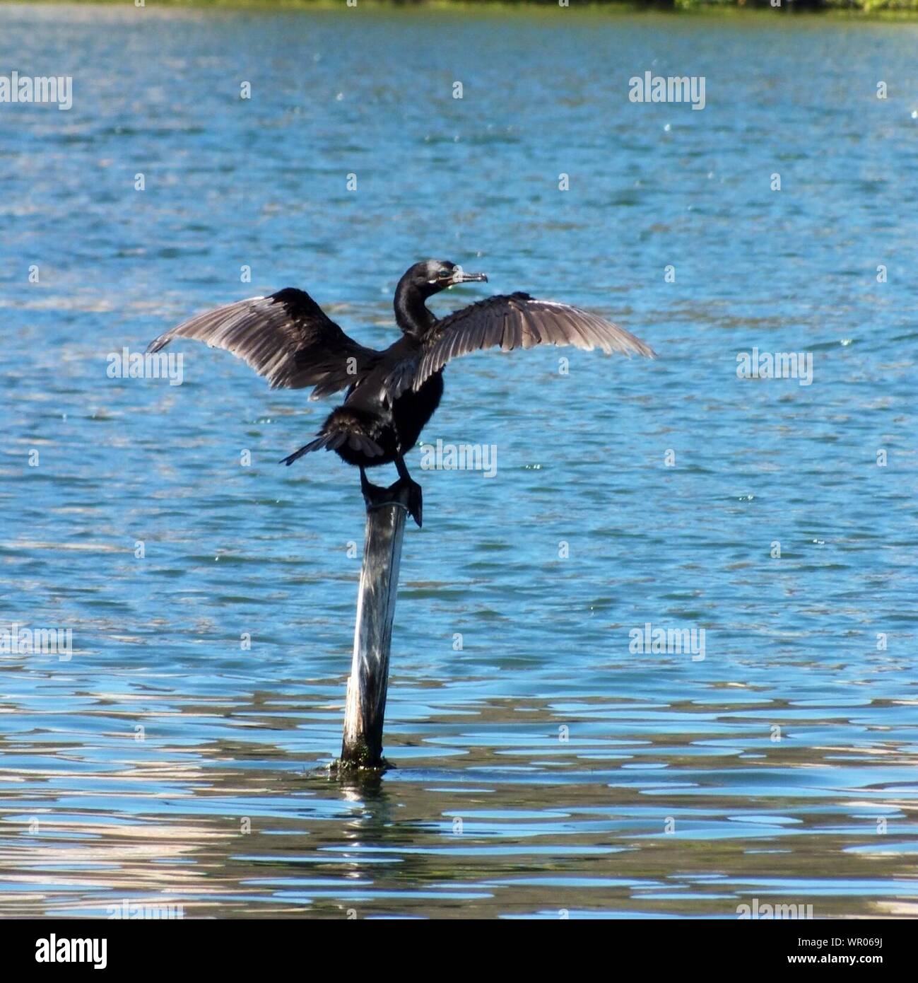 Cormorant drying it wings hi-res stock photography and images - Alamy