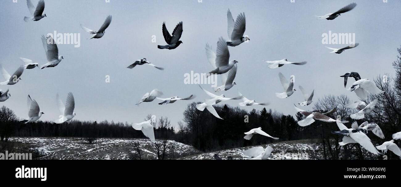 Pigeon flying snow hi-res stock photography and images - Alamy