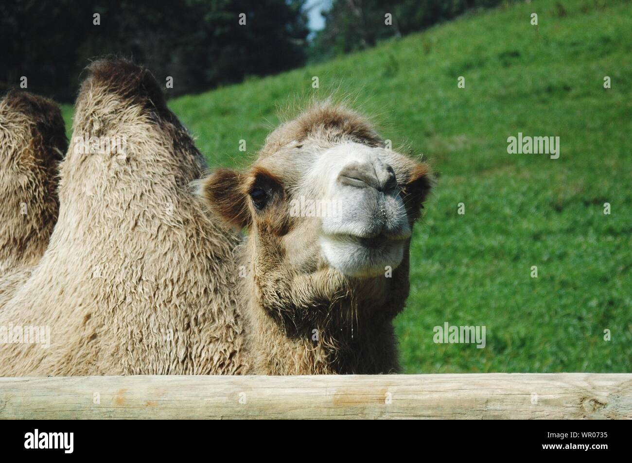 Portrait camel hi-res stock photography and images - Alamy