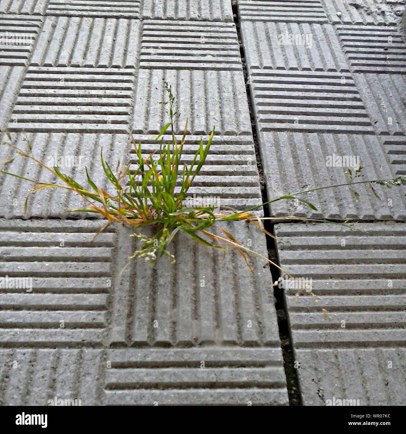 Grass on pavement hi-res stock photography and images - Alamy