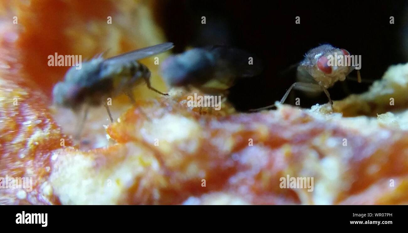 Flies on food hi-res stock photography and images - Alamy
