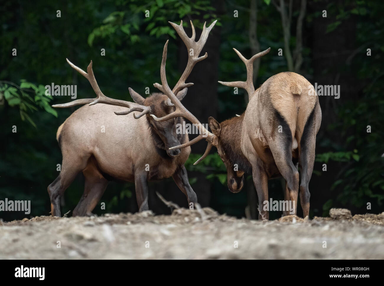 Female elk hi-res stock photography and images - Alamy