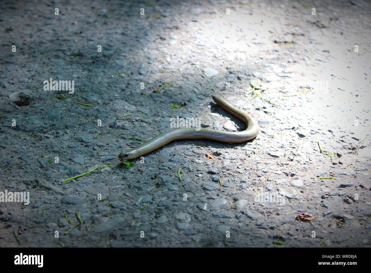 Close up worm hi-res stock photography and images - Alamy