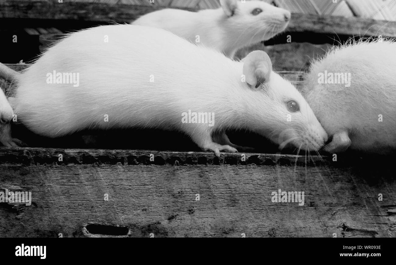 Three rats hi-res stock photography and images - Alamy