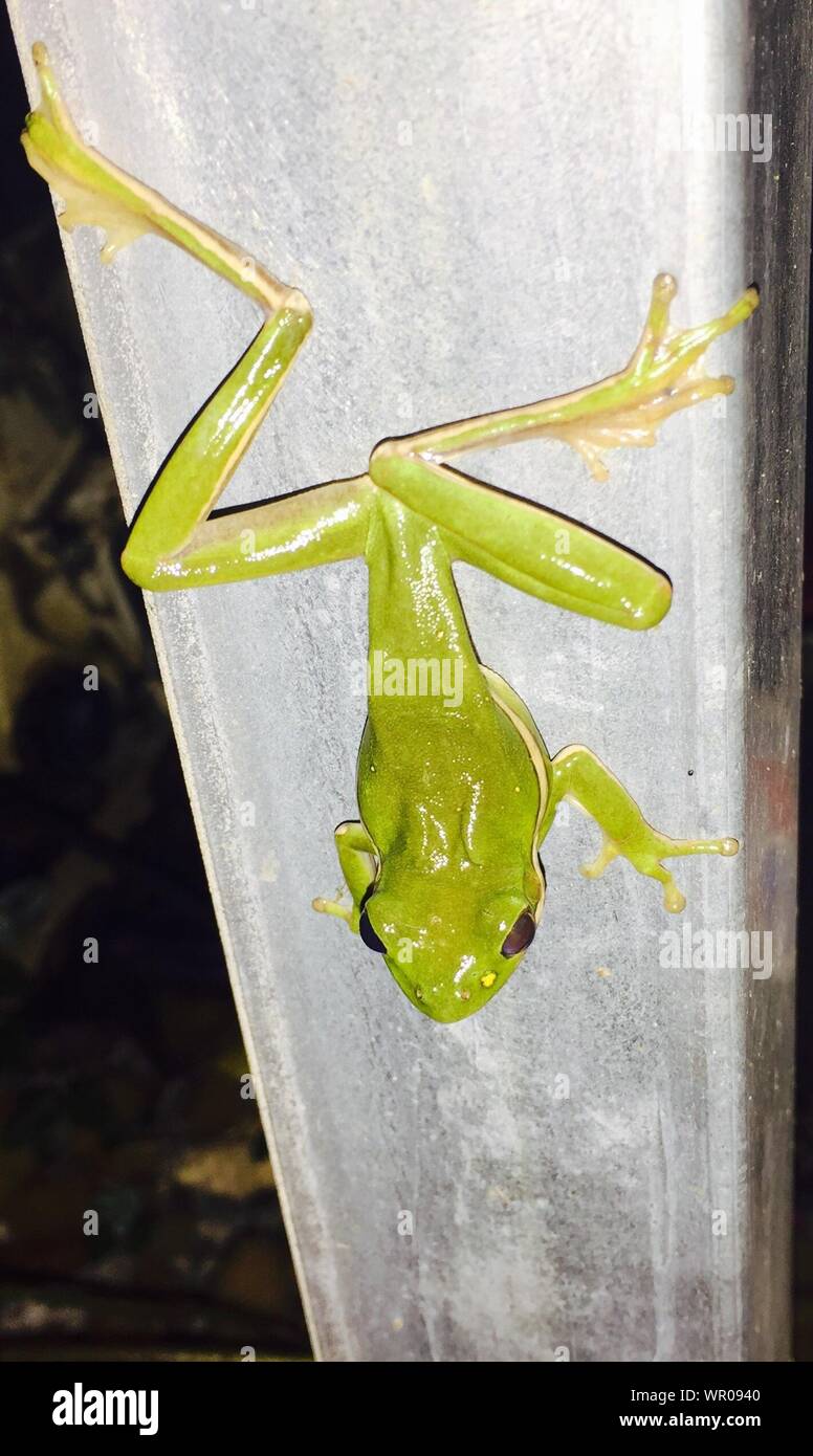 Shiny frog hi-res stock photography and images - Alamy