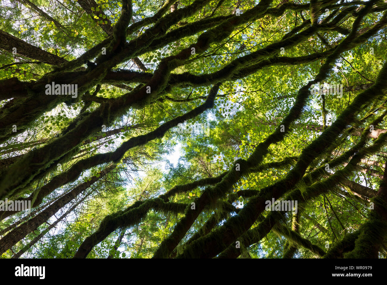 Looking upward at trees in the rain forest of Ollalie State Park ...