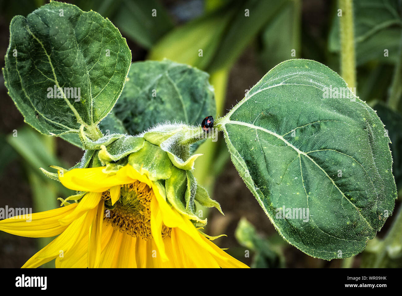 Sunflower insect hi-res stock photography and images - Alamy
