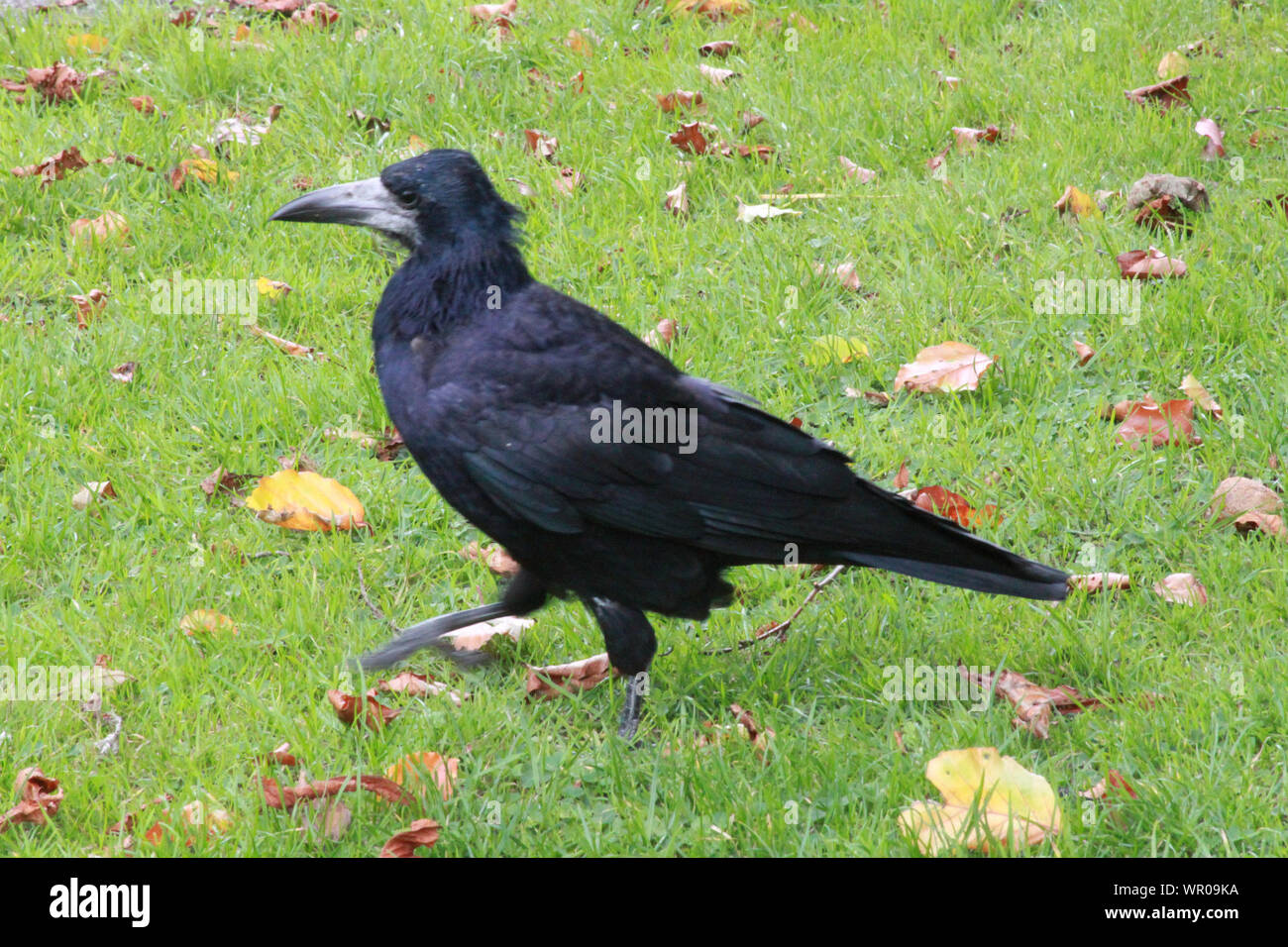 Close-up Side View Of A Raven Walking On Grass Stock Photo - Alamy