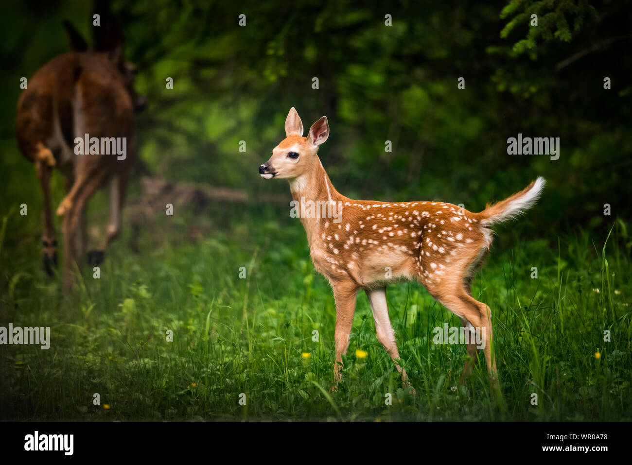 Baby spotted white-tailed deer fawn with its mother in the forest Banff ...