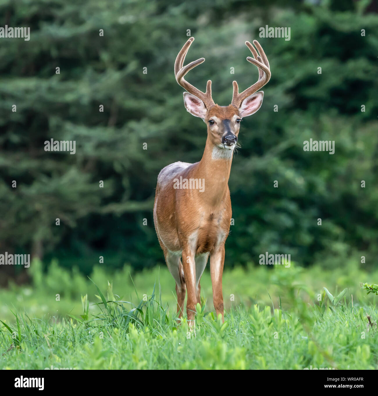 Odocoileus virginianus hi-res stock photography and images - Alamy