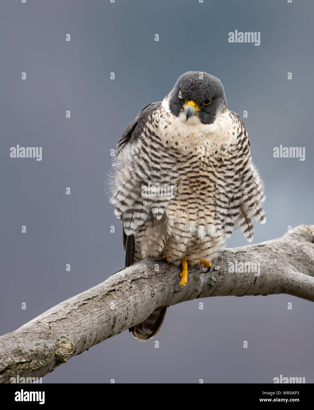 Falcon bird attack hi-res stock photography and images - Alamy
