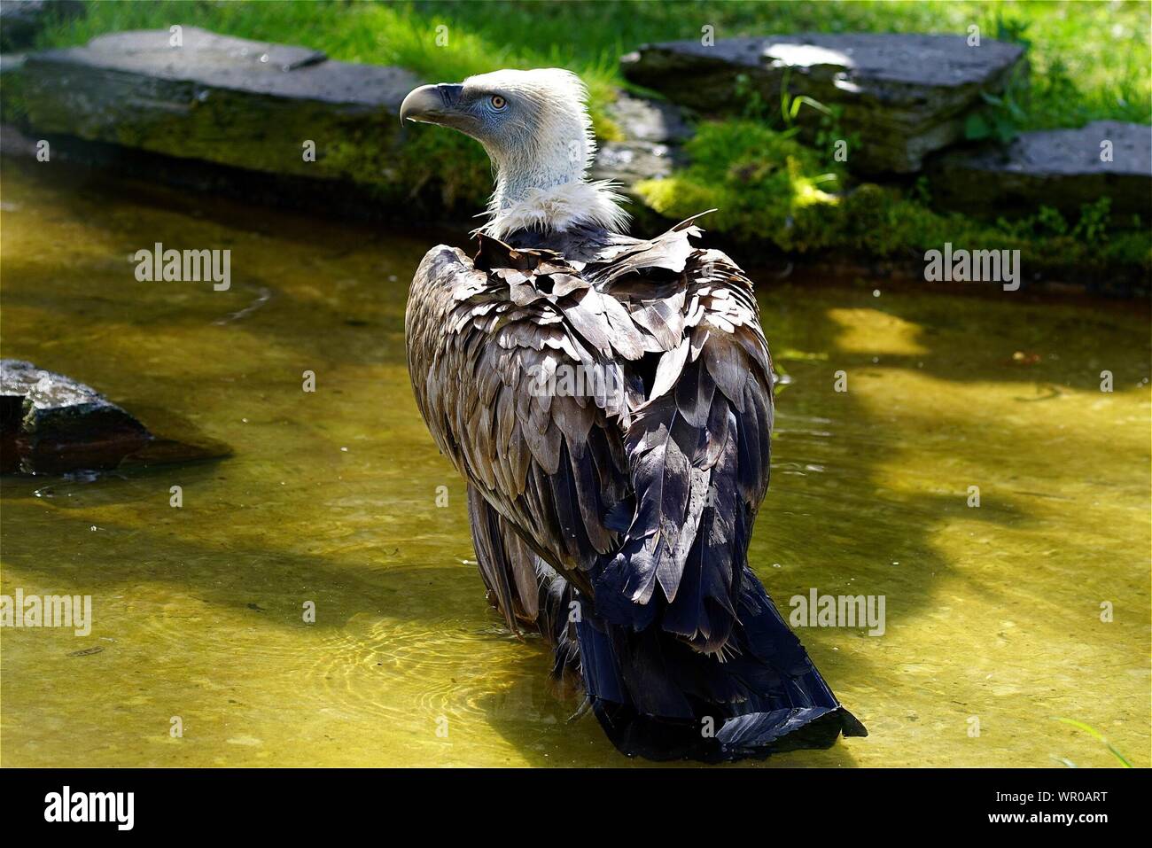 Water vulture hi-res stock photography and images - Alamy