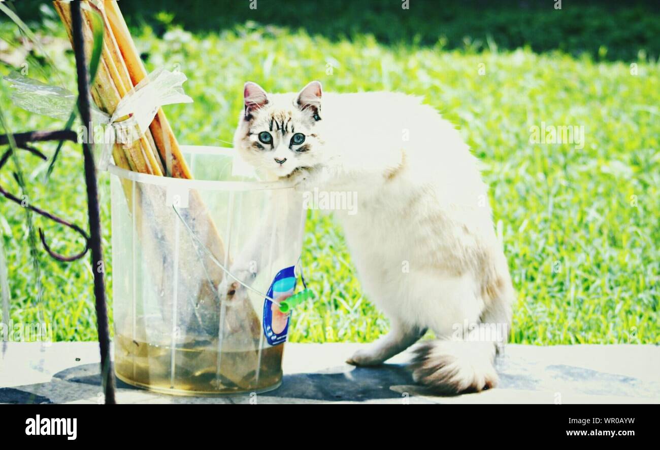 Cat Bucket High Resolution Stock Photography and Images - Alamy