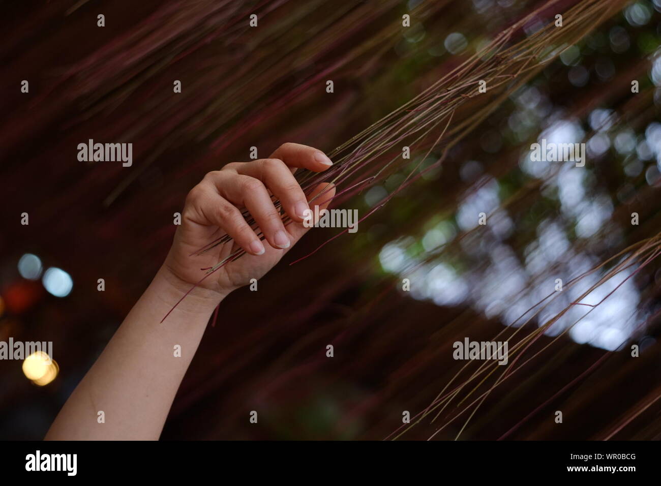 Finger roots hi-res stock photography and images - Alamy