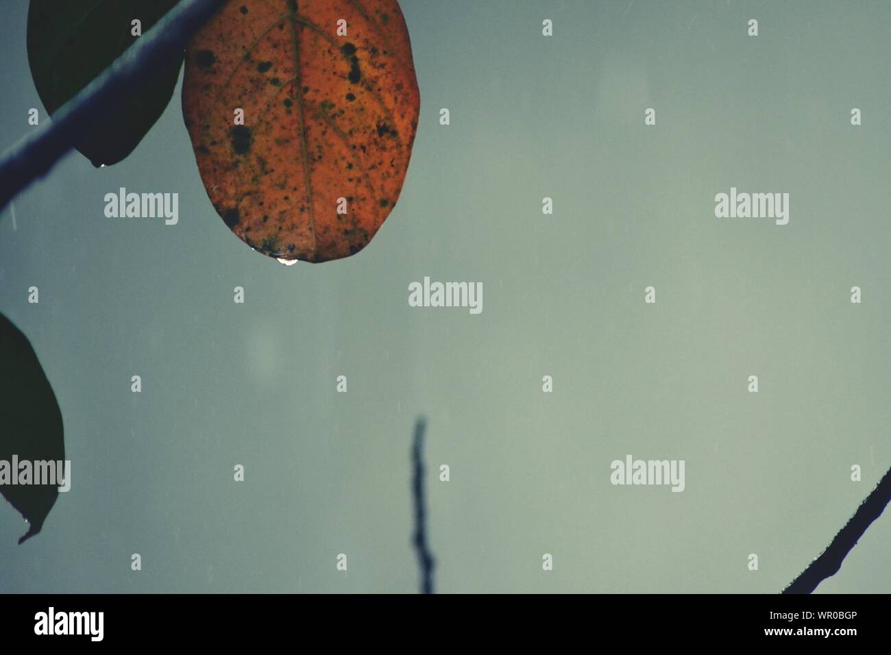 Rain vein hi-res stock photography and images - Alamy