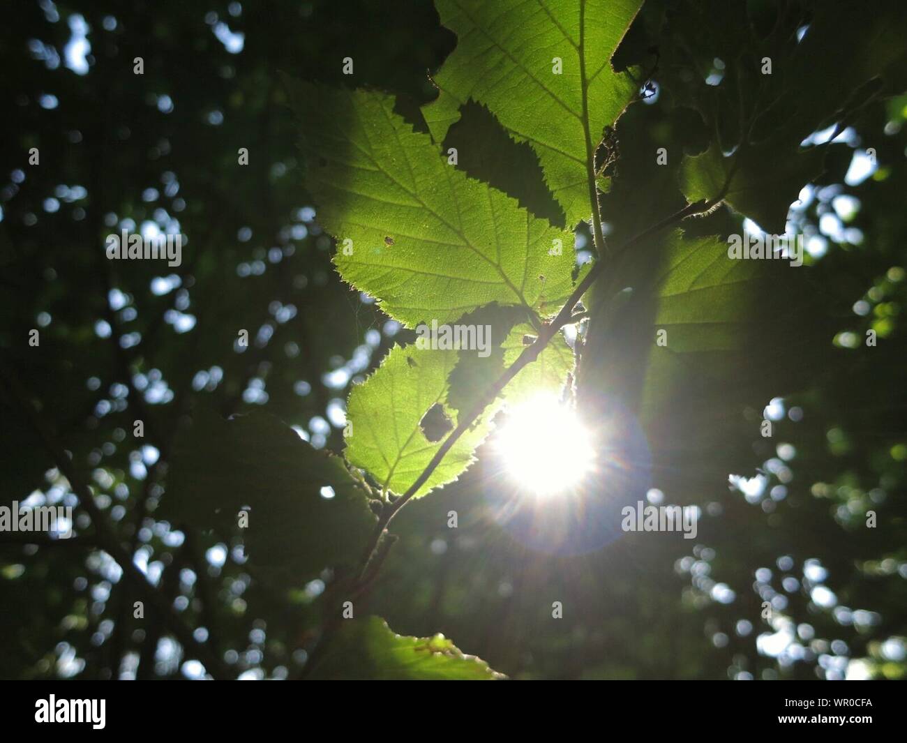 Flair sun hi-res stock photography and images - Alamy